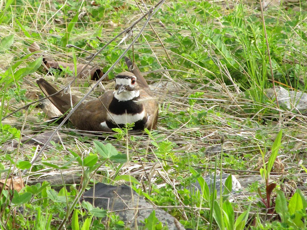 Killdeer | Project Noah
