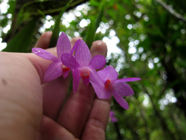 Hasselt's Dendrobium | Project Noah