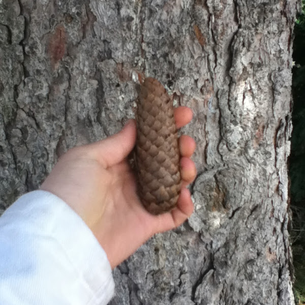 Pine tree | Project Noah