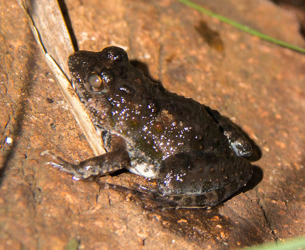 Dwarf Puddle Frog | Project Noah