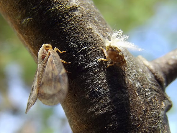 Passionvine hopper nymph | Project Noah