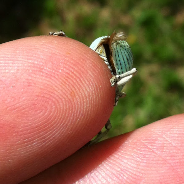 Weevil | Project Noah