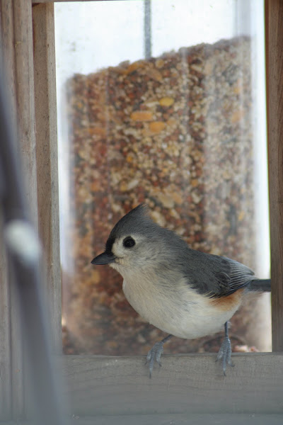 Tufted Titmouse | Project Noah