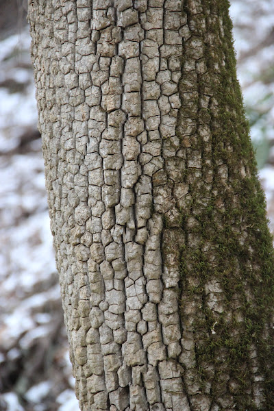 White Ash | Project Noah