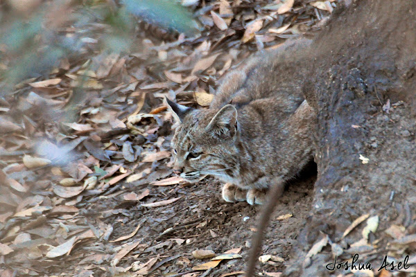Bobcat | Project Noah
