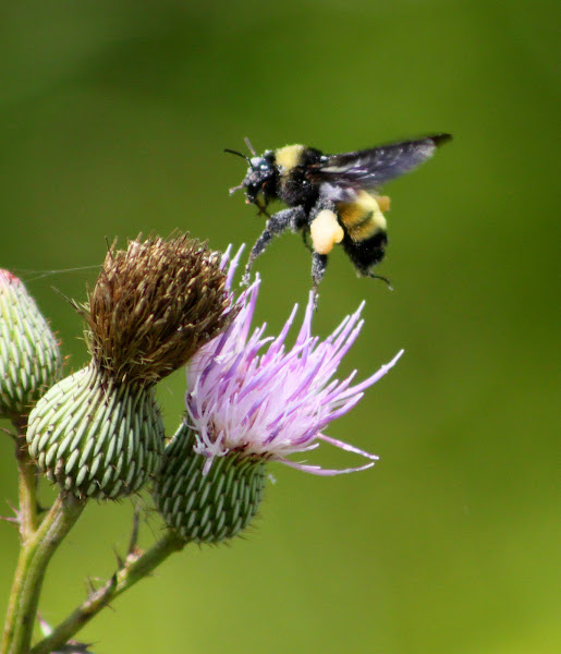 American Bumble Bee | Project Noah