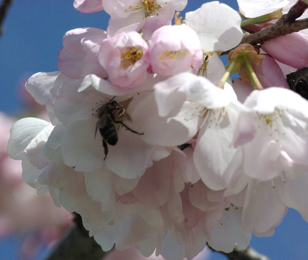 Western Honey Bee | Project Noah