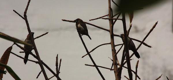 white-rumped munia | Project Noah