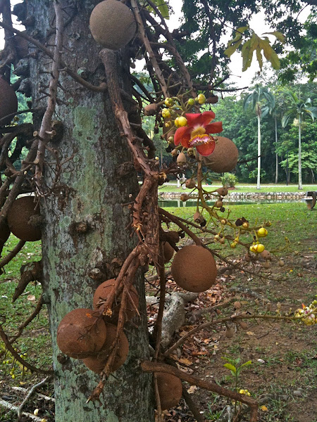 Cannonball Tree | Project Noah