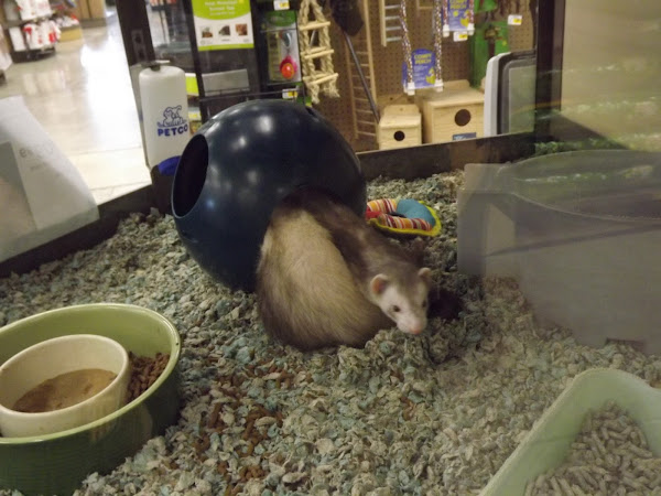 Ferret | Project Noah