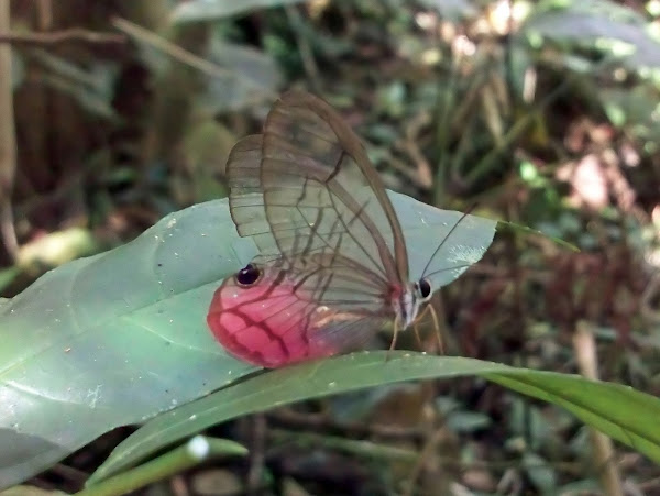 Blushing Phantom - Mariposa | Project Noah