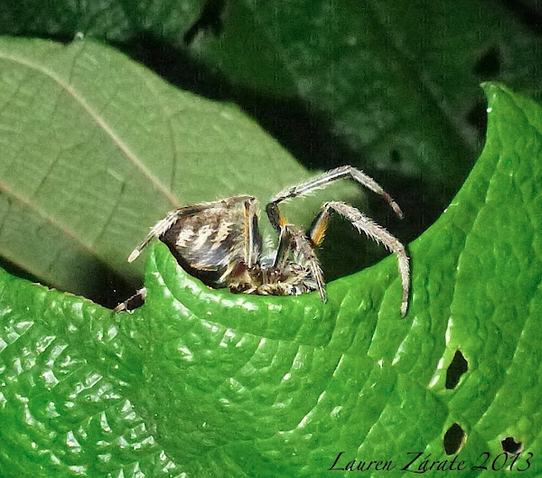 Tropical Orbweaver Spider | Project Noah