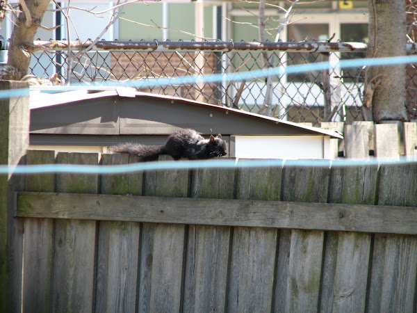 Eastern Grey Squirrel & Black Squirrel | Project Noah