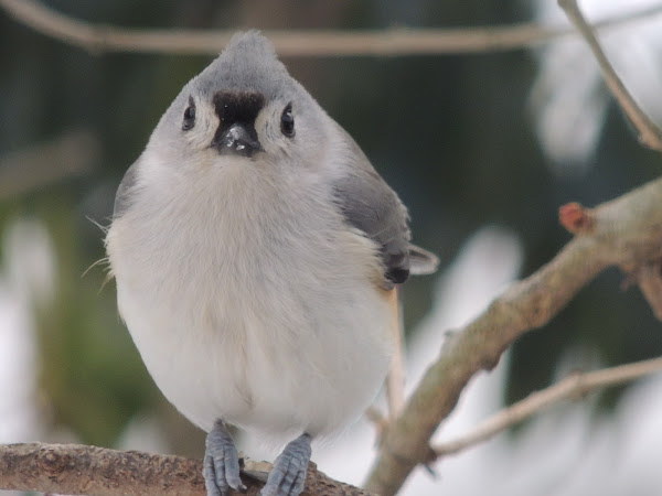 Tufted Titmouse | Project Noah