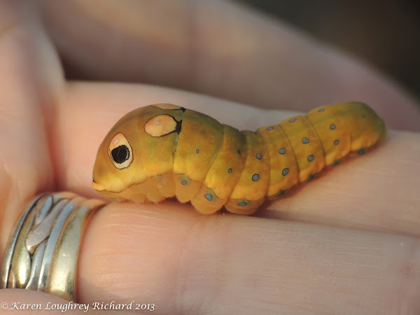Spicebush swallowtail caterpillar (final instar) | Project Noah