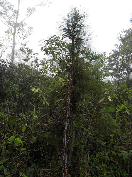 Caribbean Pine | Project Noah