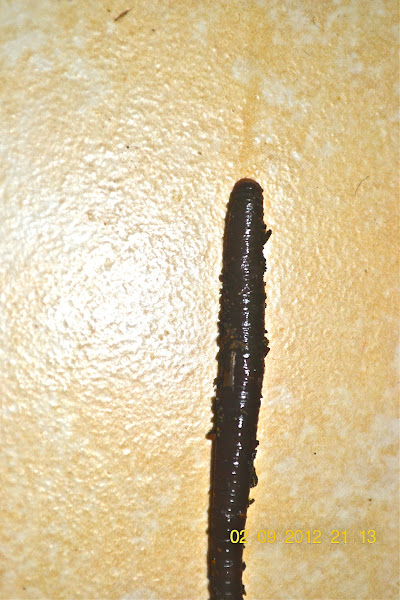 Millipede, leech? | Project Noah