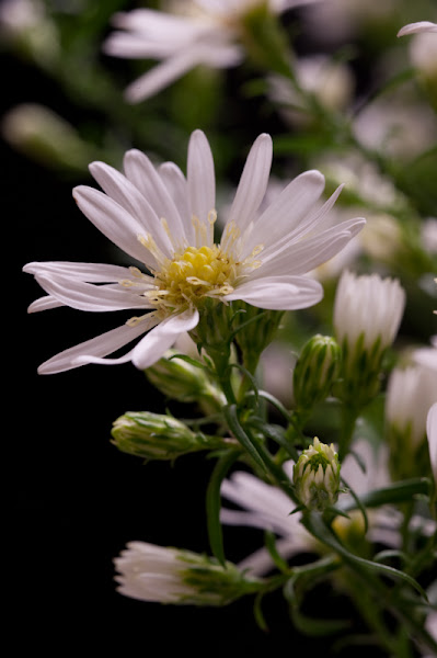 Frost Aster | Project Noah