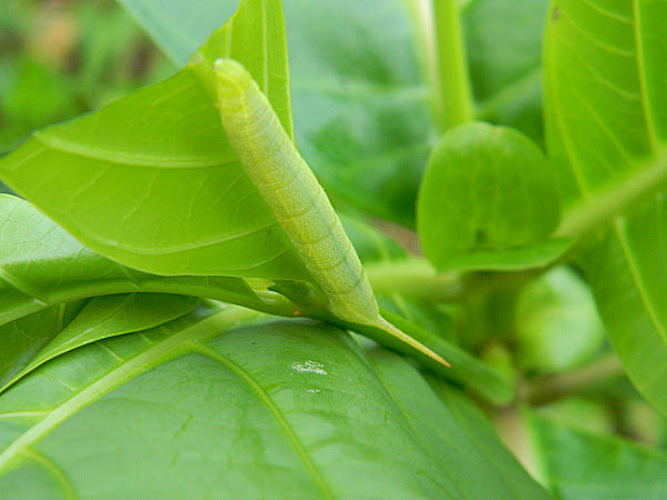 caterpillar | Project Noah