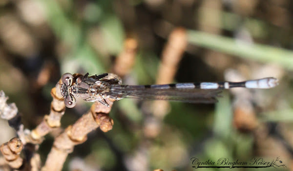 Dancer Damselfly | Project Noah