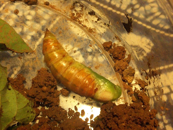 Convolvulus Hawk-moth pupa | Project Noah