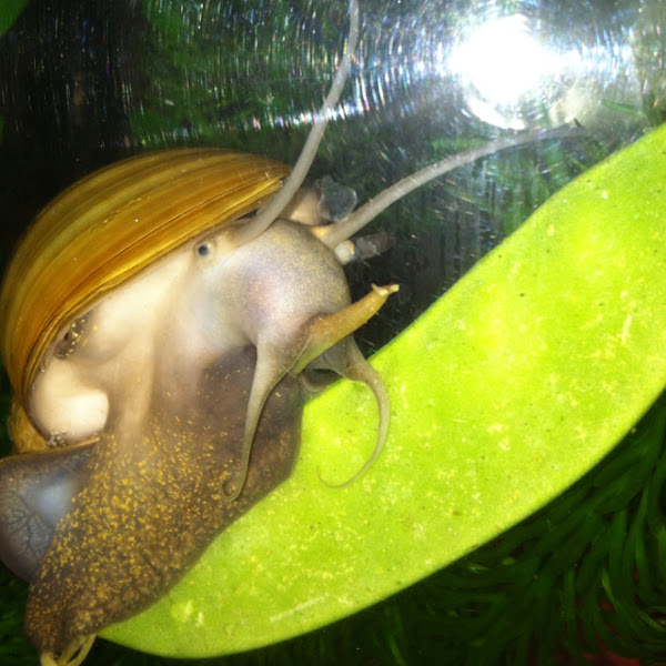 Apple Snail | Project Noah