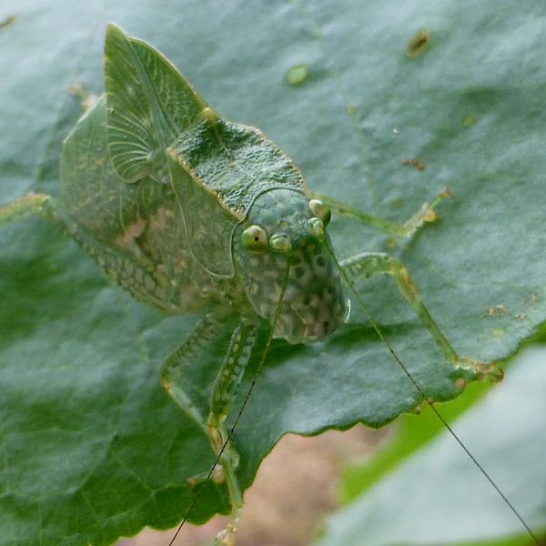 Katydid | Project Noah