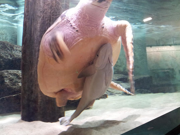 Common remora | Project Noah