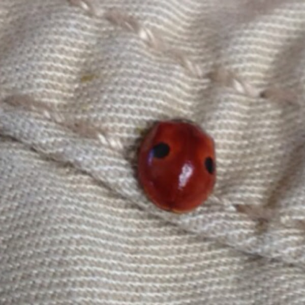 Lady Bug | Project Noah