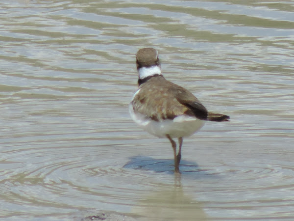 Killdeer | Project Noah