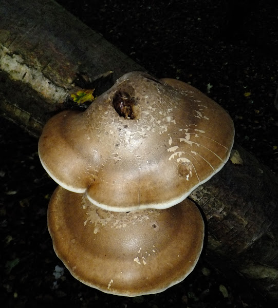 Birch polypore | Project Noah