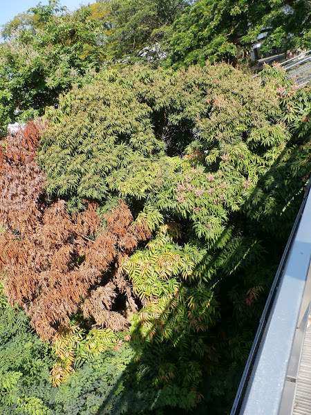 Mango | Project Noah