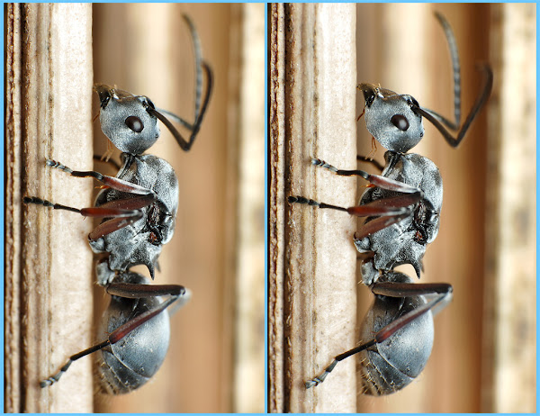 Silver Spiny Ant Queen | Project Noah