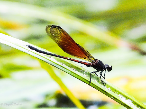 Damselfly | Project Noah