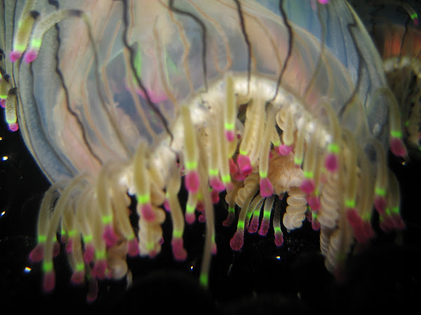 Jelly Fish | Project Noah