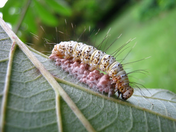 Caterpillar and parasitic wasp eggs | Project Noah