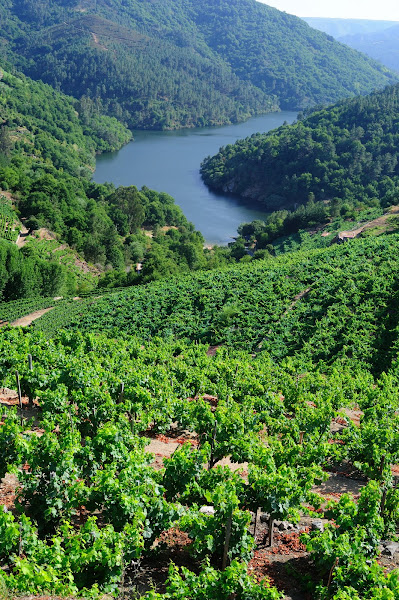 Grapevine | Project Noah