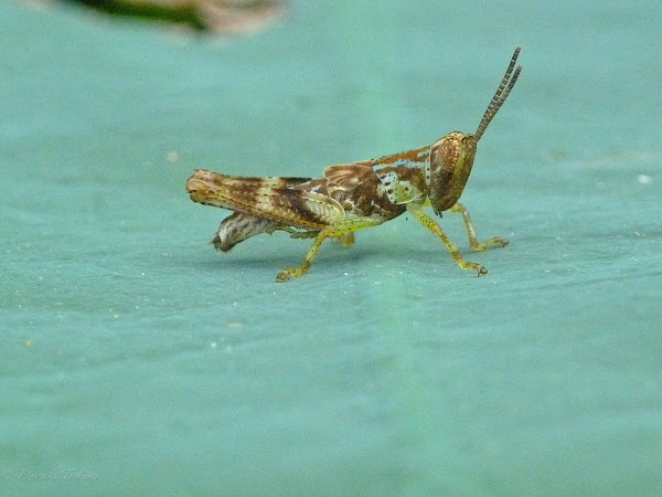 Grasshopper | Project Noah