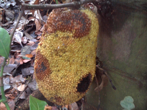 Jackfruit | Project Noah