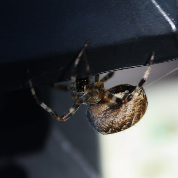 cross orbweaver | Project Noah