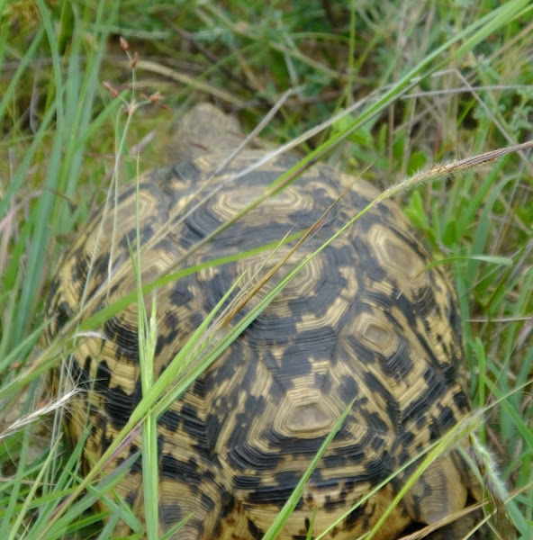Leopard tortoise | Project Noah