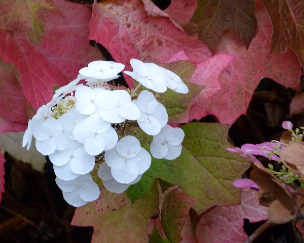Oak-leaf hydrangea | Project Noah