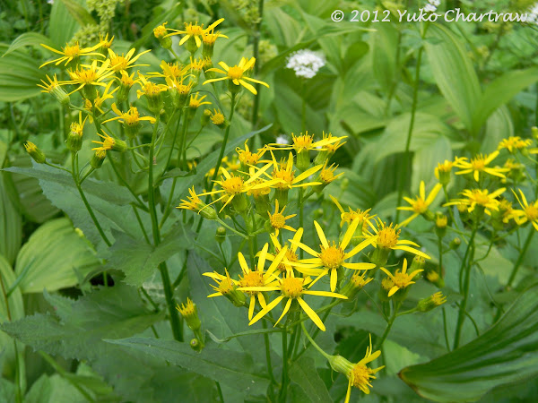 Arrowleaf Senecio | Project Noah