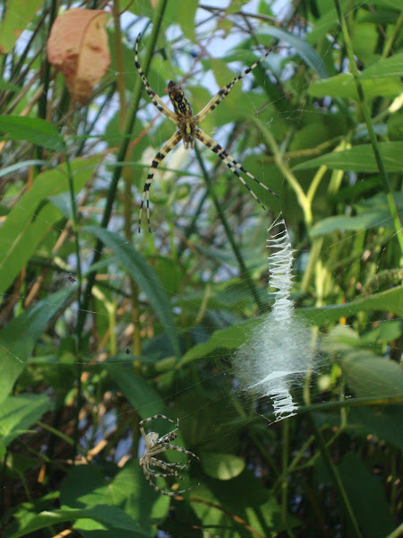 Black-and-Yellow Orb Weaver | Project Noah
