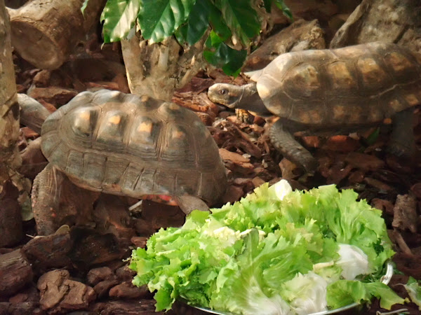 Red-footed tortoise | Project Noah