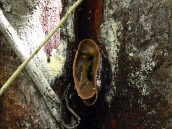 abeja - stingless bee | Project Noah