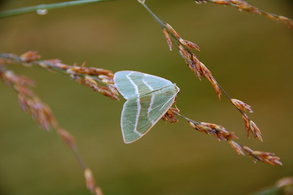 Light Emerald | Project Noah