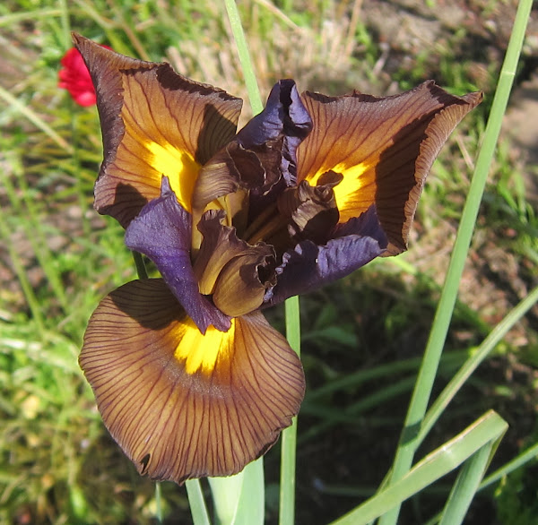 Irises | Project Noah