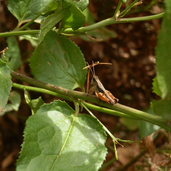 Unknown Grasshopper | Project Noah
