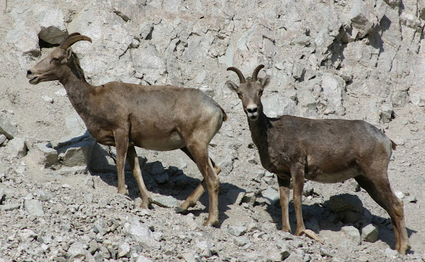 Bighorn Sheep | Project Noah